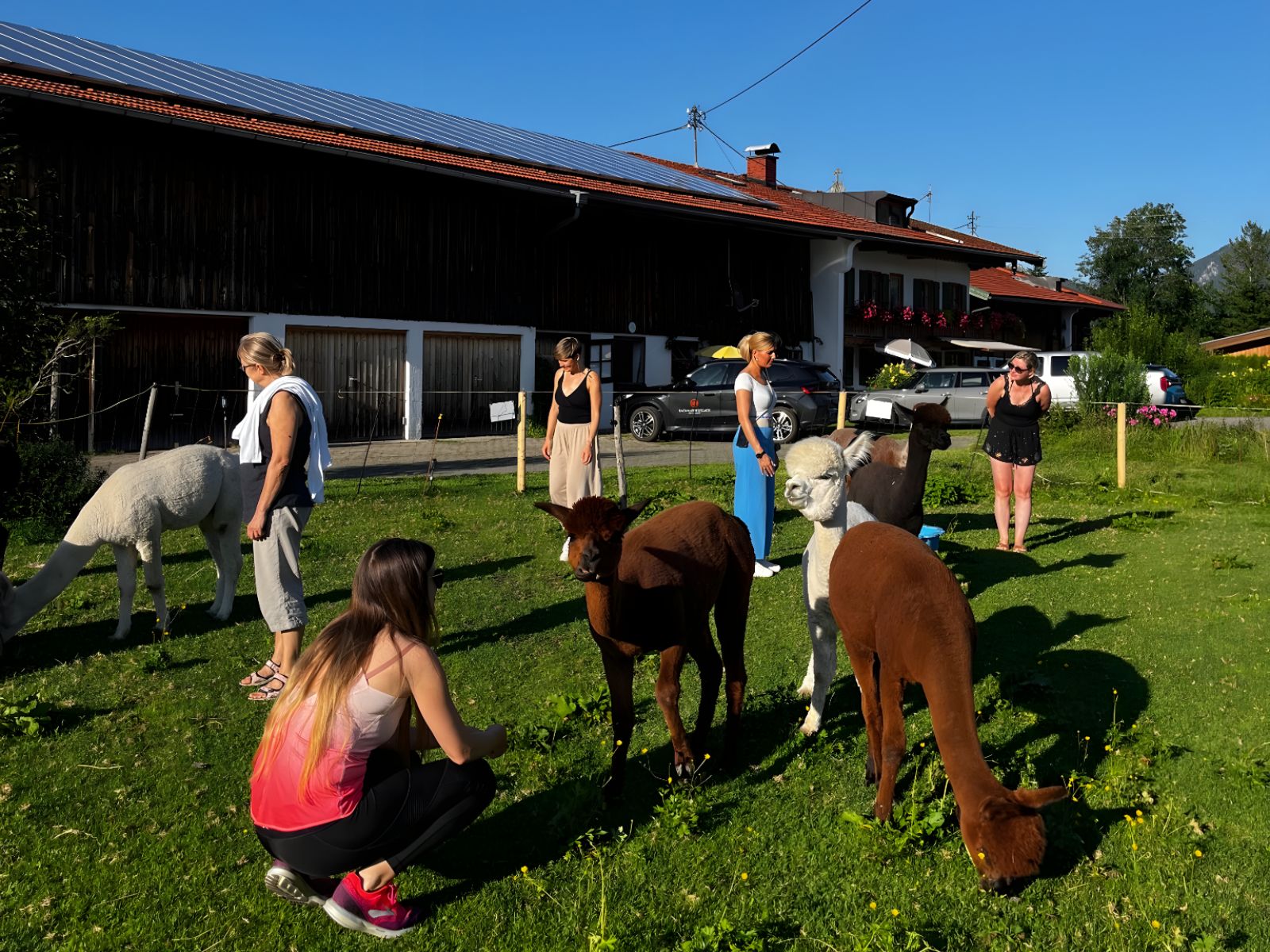 Achtsamkeit und Alpakas - ein Selbstversuch - Tegernseerstimme
