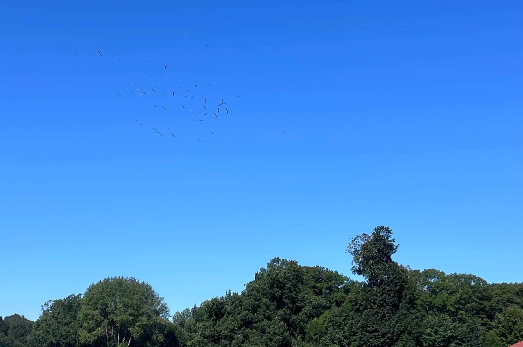 Fliegende Jungfrauen über Finsterwald - Tegernseerstimme